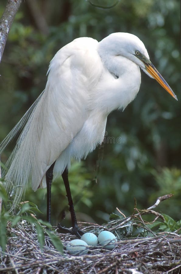 A Great Egret on Nest with Eggs. Stock Image - Image of guarding, nest ...