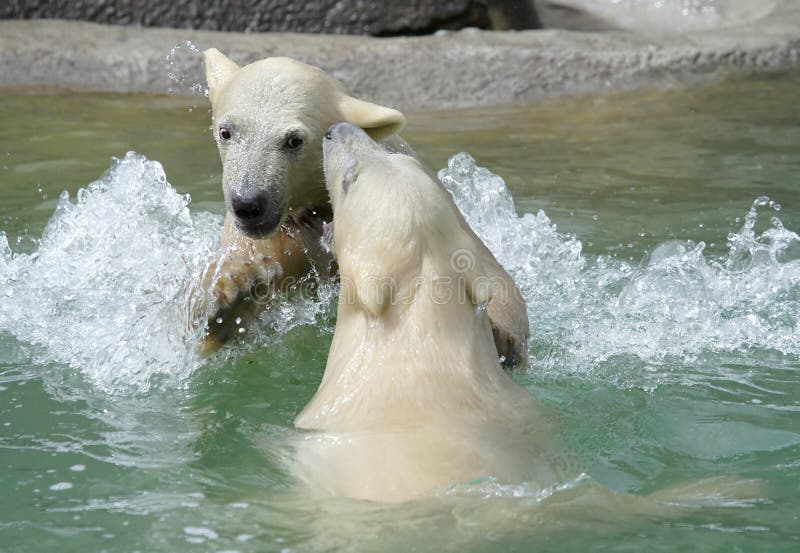 Great White North Bear Picture. Image: 5701802