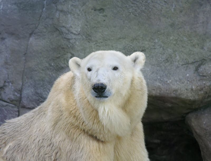 Great White North Bear Picture. Image: 5701805