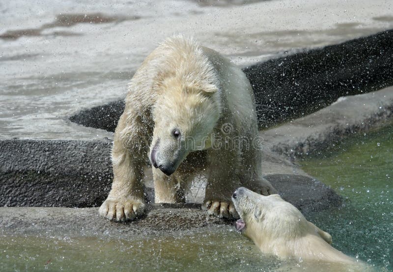 Great White North Bear Picture. Image: 5764471