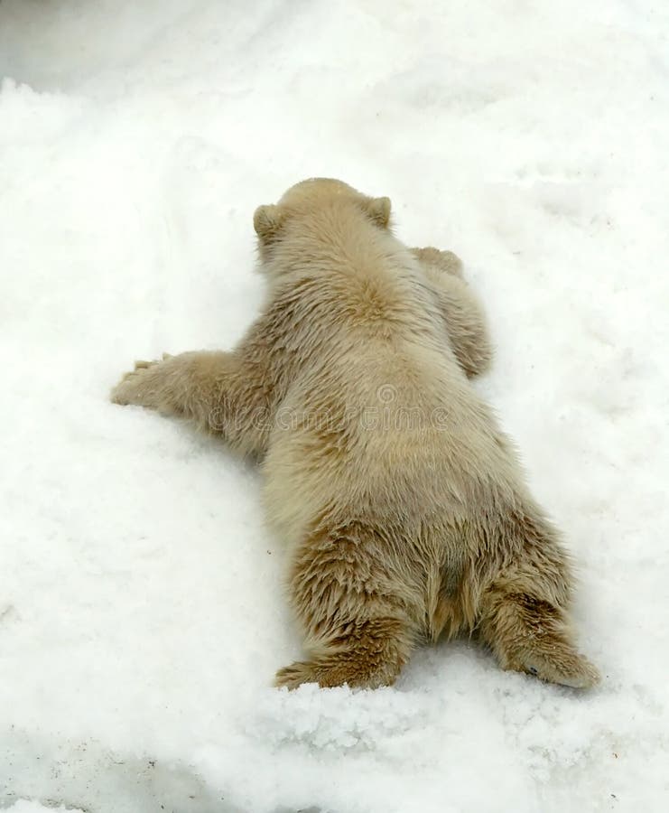 Great white north bear stock photo. Image of baby, beast - 5764496