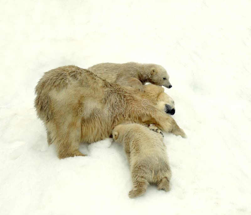 Great white north bear stock image. Image of hunter, hunt - 6486965