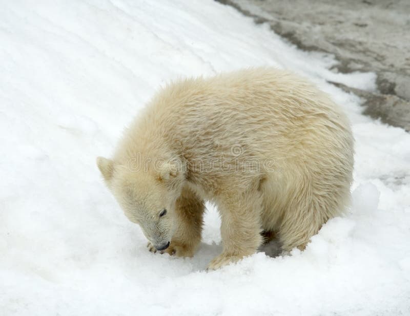Great white north bear stock image. Image of cold, safari - 6486975