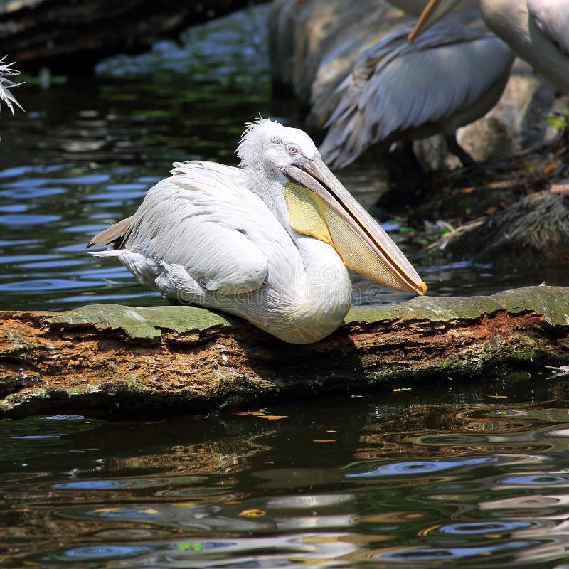 Great white pelican stock image. Image of vertical, beak - 38086229