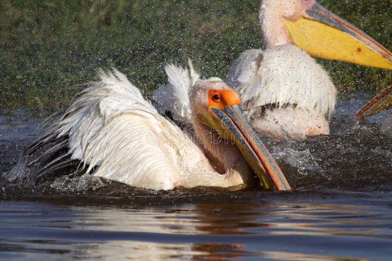 Great White Pelican with a Full Beak, Lake Nakuru Stock Photo - Image ...