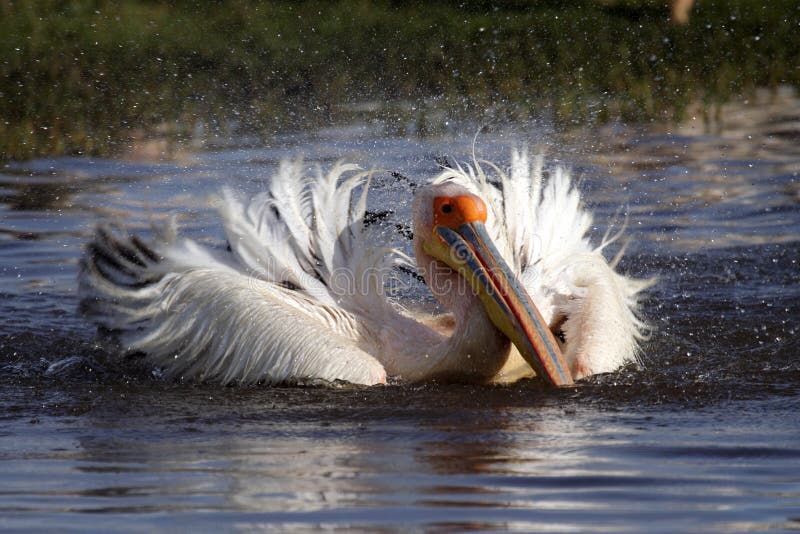 Great White Pelican with a Full Beak, Lake Nakuru Stock Photo - Image ...