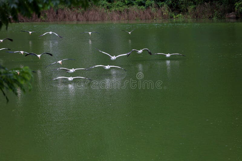 The Great White Pelican Bird is Fly on River Stock Photo - Image of ...