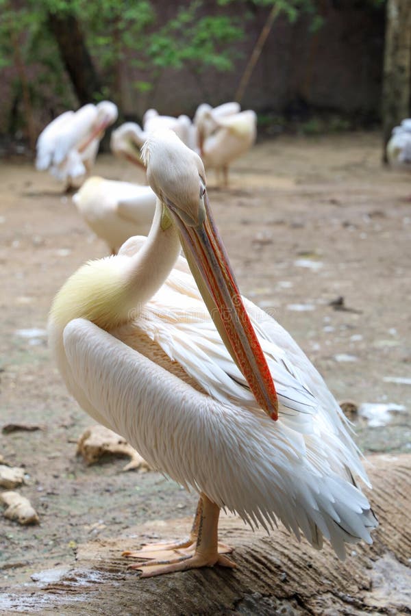 The Great White Pelican Bird in Garden Stock Image - Image of park ...
