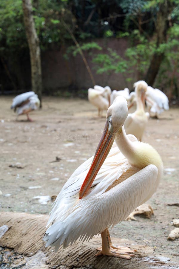 The Great White Pelican Bird in Garden Stock Photo - Image of animal ...