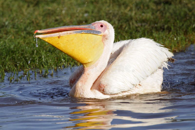Great White Pelican With A Full Beak, Lake Nakuru Royalty Free Stock ...