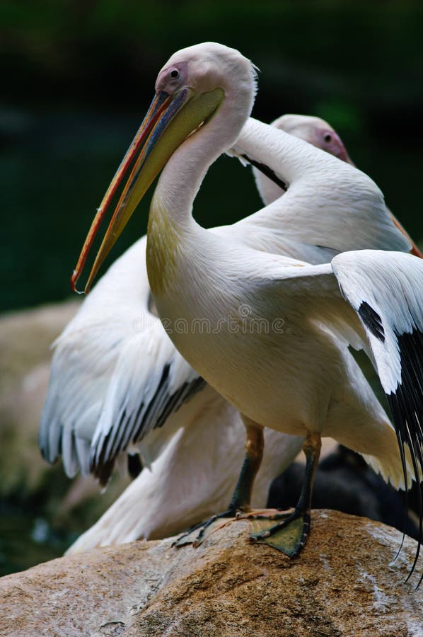 Great White Pelican (Pelecanus Onocrotalus) Stock Image - Image of ...