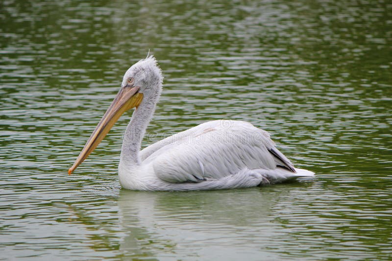 Great White Pelican, Pelecanus Onocrotalus Stock Photo - Image of ...
