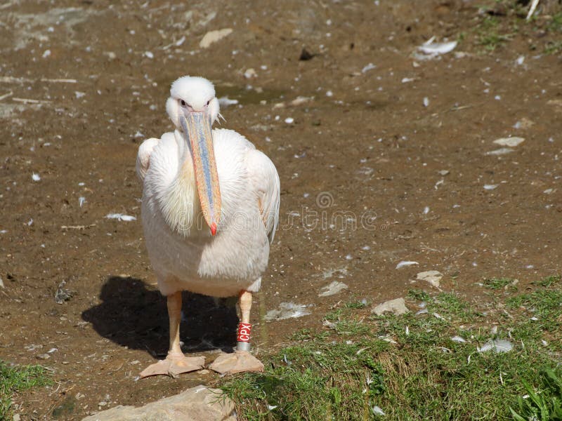 Great White Pelican Resting Stock Photo - Image of outdoor, white: 34018534