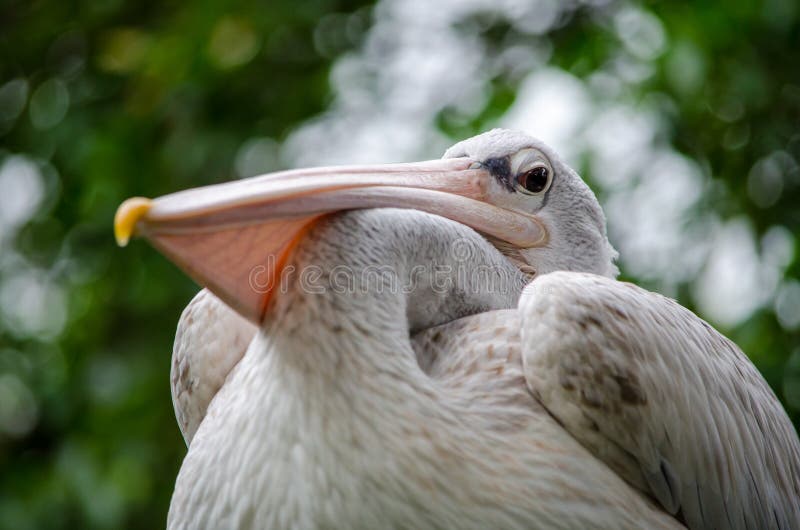 The Great White Pelican Sitting on a Tree Stock Image - Image of water ...