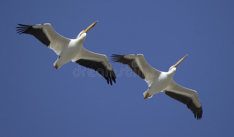 Great White Pelicans in Flight Stock Photo - Image of outside ...