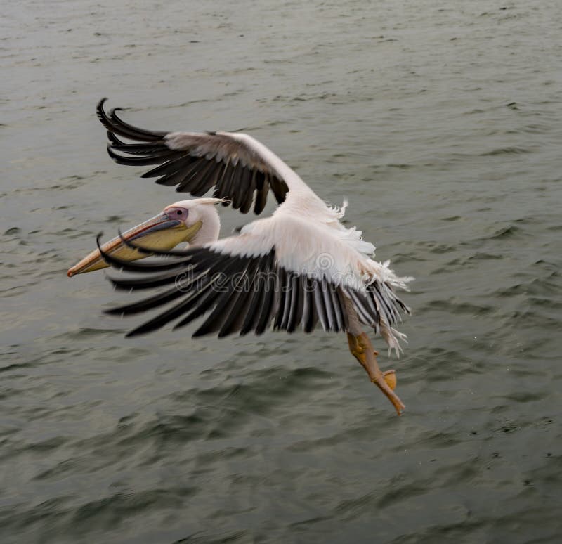 Great White Pelicans in Flight Stock Image - Image of aquatic, african ...