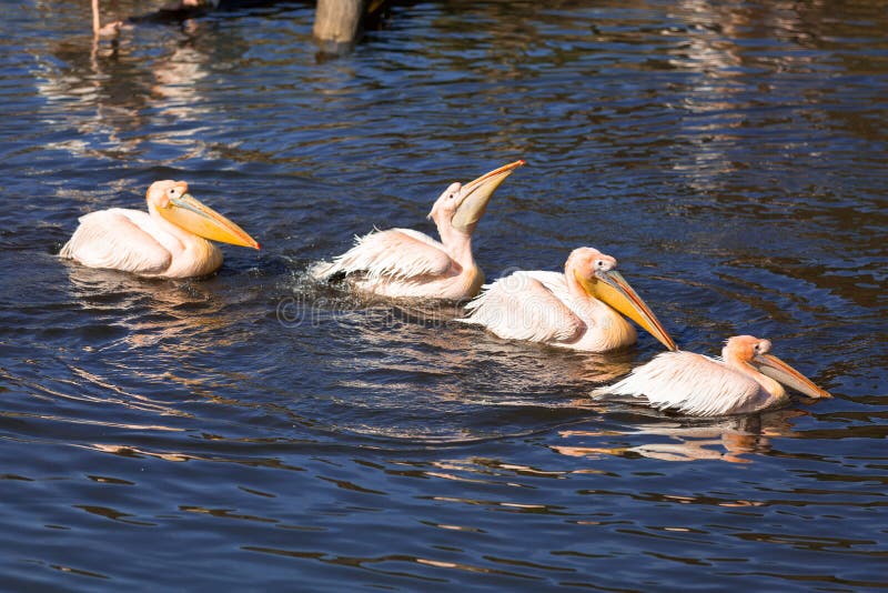 Great white pelicans stock image. Image of onocrotalus - 114837521