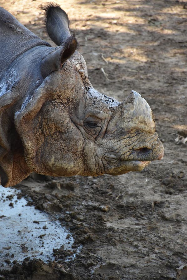 Great white Rhino stock photo. Image of safari, reserve - 101946664