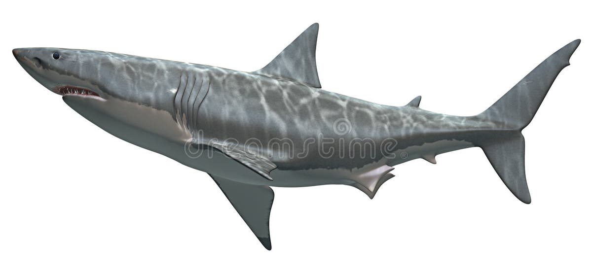 Shark Eye Stock Illustrations – 2,120 Shark Eye Stock Illustrations ...