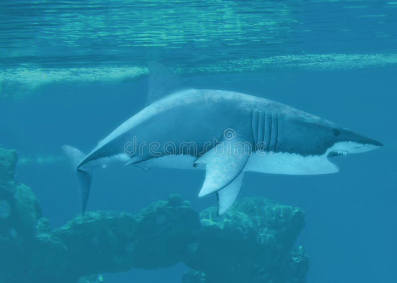 Great White Shark stock image. Image of jaws, white, species - 3801109