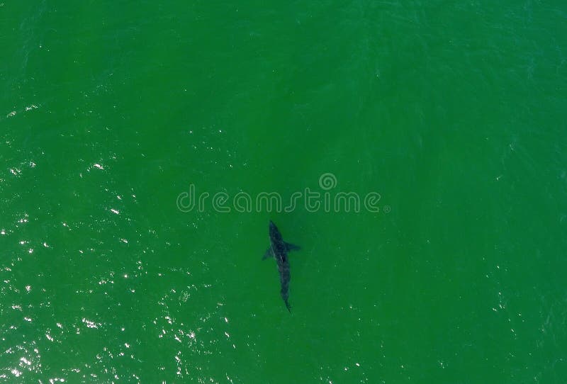 Great White Shark Aerial at Chatham, Cape Cod Stock Image - Image of ...
