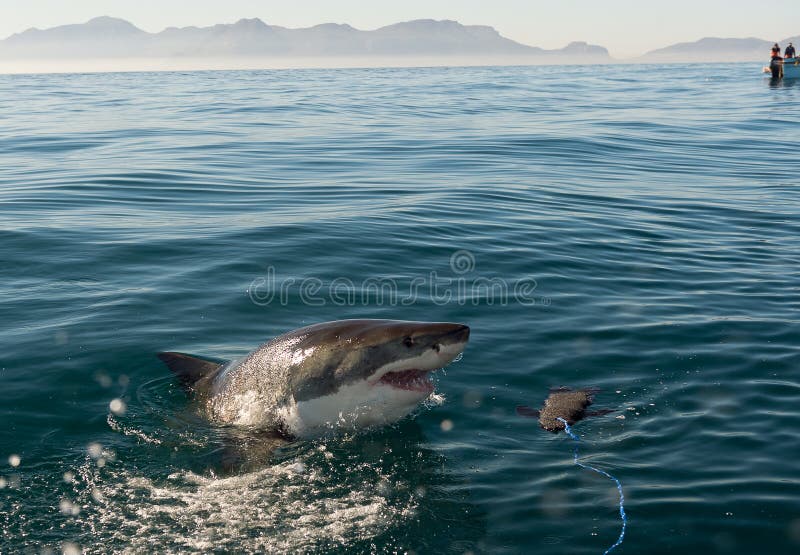 Pictures Of Great White Sharks Attacks