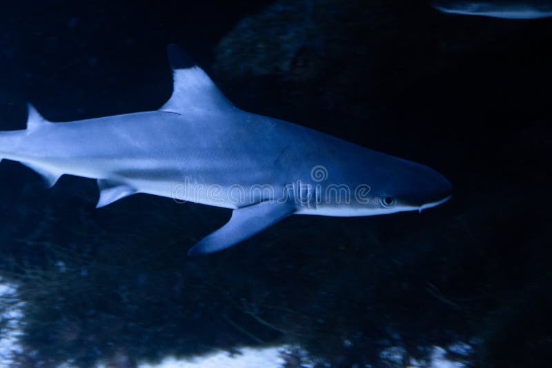 Great White Shark Posing in the Deep Blue Water Stock Photo - Image of ...