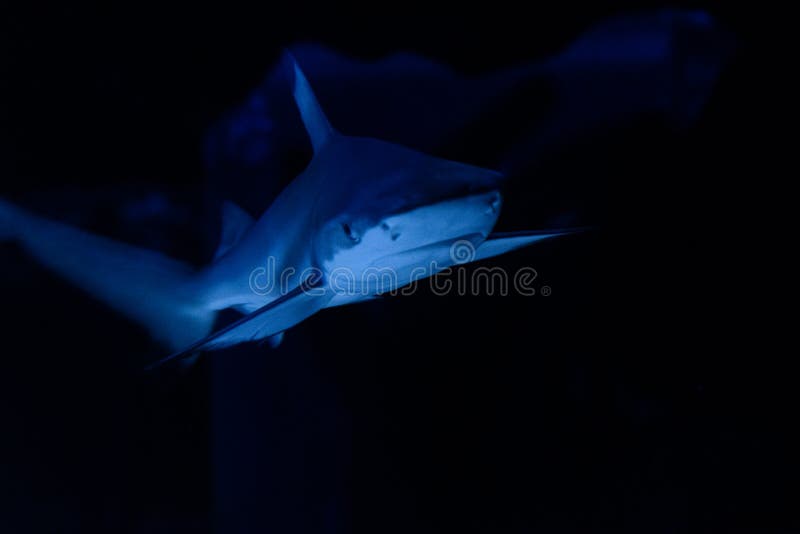 Great White Shark Posing in the Deep Blue Water Stock Photo - Image of ...