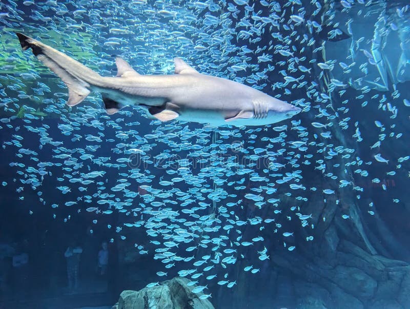 Great White Shark with School of Fish Stock Photo - Image of white ...