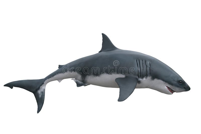 Great White Shark Front View. 3D Render Isolated on White Stock Photo ...