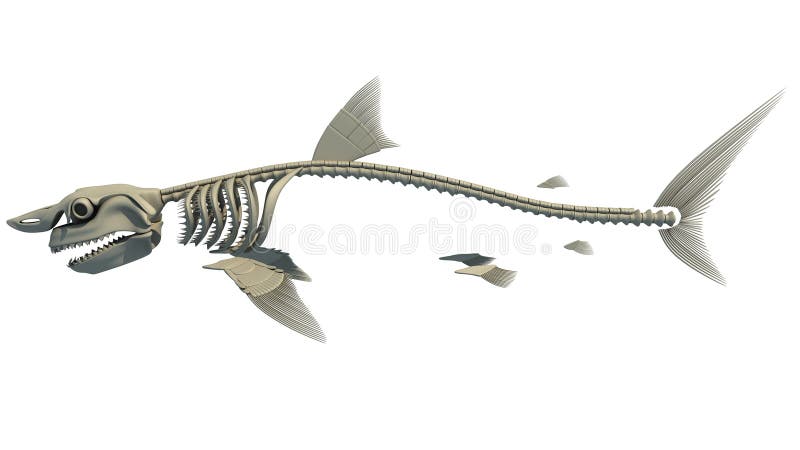 Great White Shark Skeleton 3D Rendering Stock Illustration ...