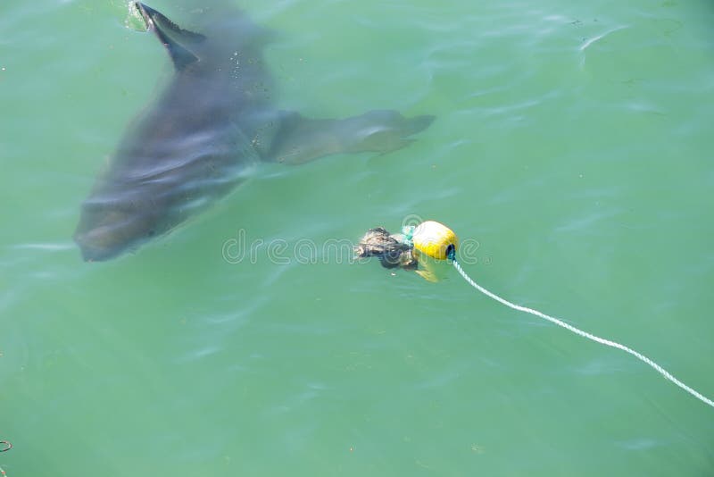Great White Shark Stalking Decoy 5 Stock Image - Image of dangerous ...