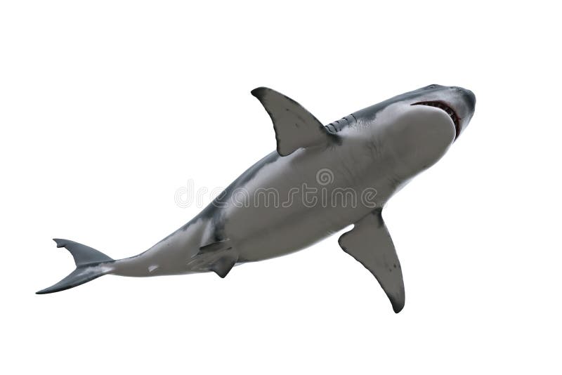 Great White Shark Front View. 3D Render Isolated on White Stock Photo ...
