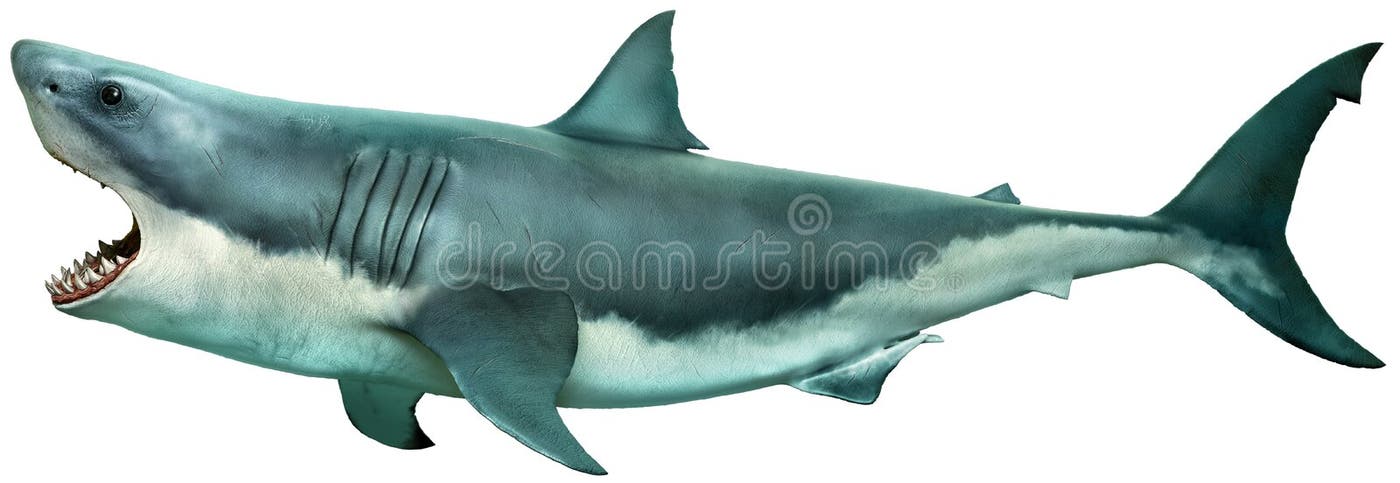 Shark Side View Stock Illustrations – 819 Shark Side View Stock ...