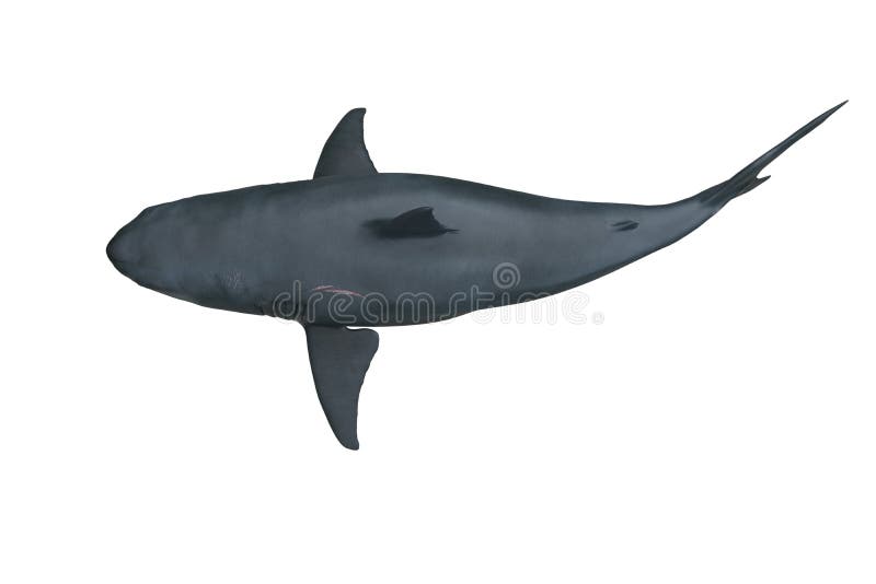 Shark Top View Stock Illustrations – 142 Shark Top View Stock ...