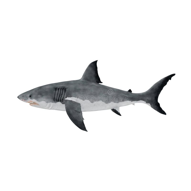 Great White Shark on White Background Stock Image - Image of teeth ...