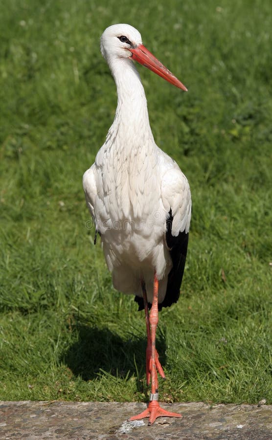 White Stork stock photo. Image of fields, bird, animal - 19545020