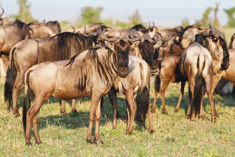 The Great Wildebeest Migration Stock Photo - Image of migration, plain ...