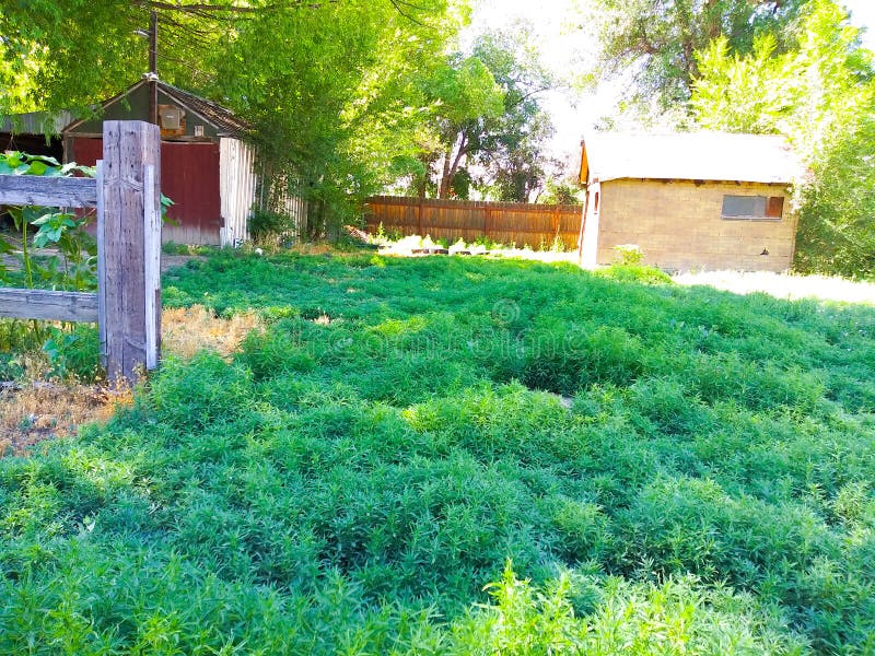 Great Yard Rural Fence Shed Stock Photo - Image of rural, great: 165413440