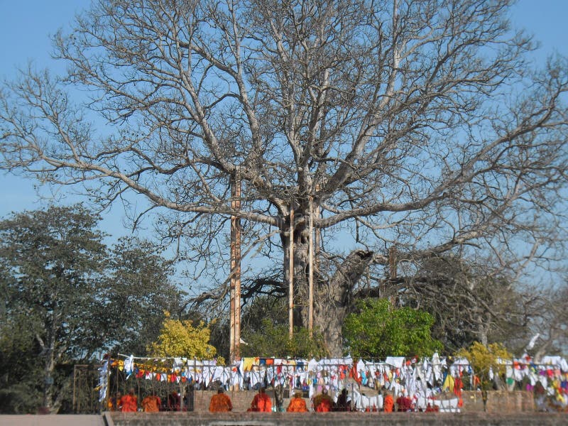 Boo tree stock photo. Image of leaf, gaya, decor, garden - 60631968