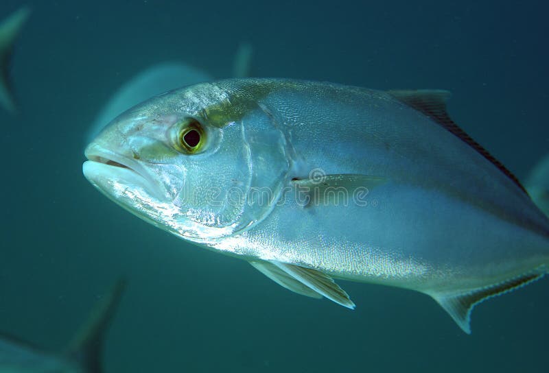 Greater Amberjack stock photo. Image of ocean, ichthyology - 23763890