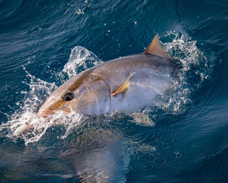 Greater Amberjack Fish Swimming in a Clear Body of Water Stock Image ...