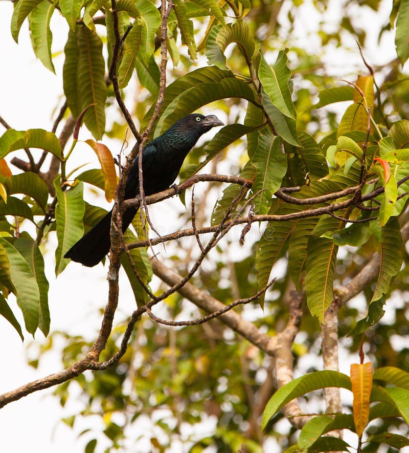 Greater Ani stock image. Image of amazonian, black, birds - 26589945