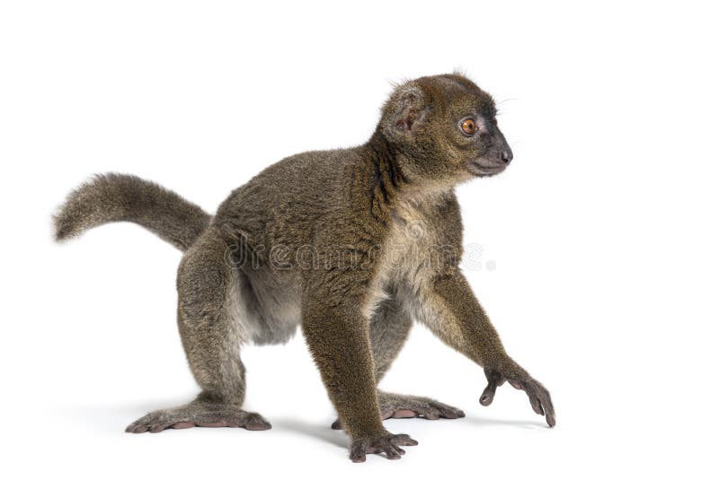 Greater Bamboo Lemur, Prolemur Simus, Isolated on White Stock Image ...