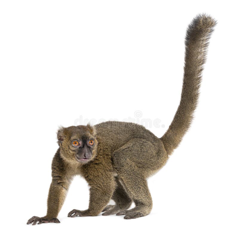 Greater Bamboo Lemur, Prolemur Simus, Isolated on White Stock Image ...