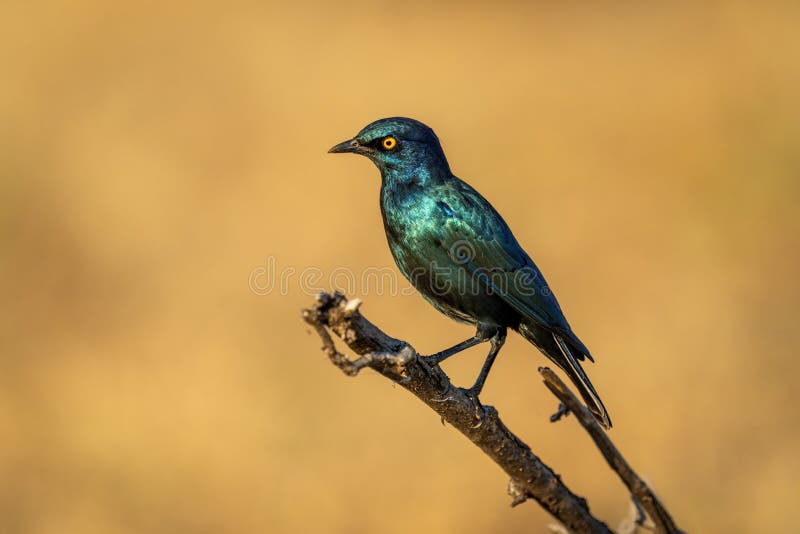 Greater Blue-eared Starling on Branch in Profile Stock Image - Image of ...