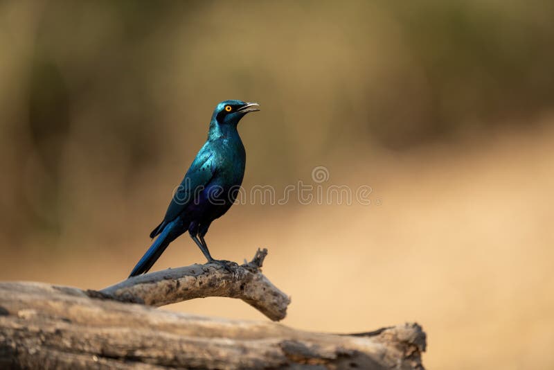 Greater Blue-eared Starling on Branch in Profile Stock Image - Image of ...