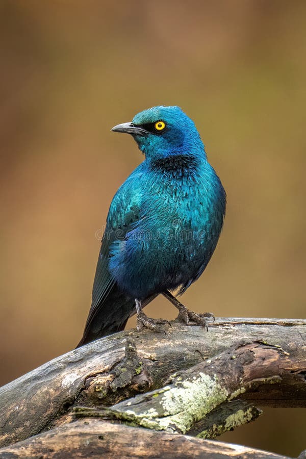 Greater Blue-eared Starling on Branch Turning Head Stock Photo - Image ...