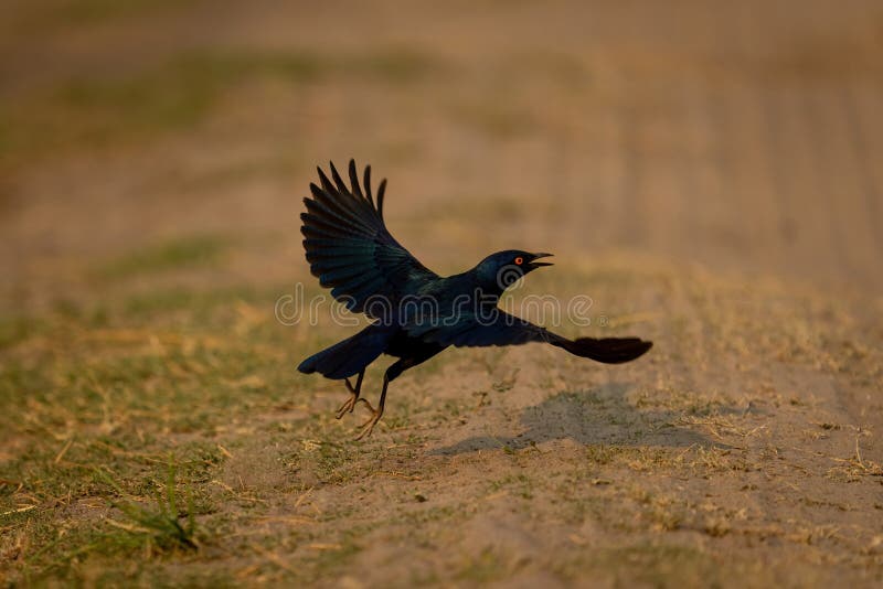 Greater Blue-eared Starling Flies Over Sandy Ground Stock Photo - Image ...