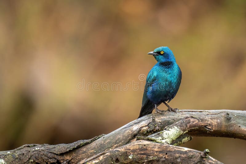 Greater Blue-eared Starling on Log Turning Head Stock Photo - Image of ...